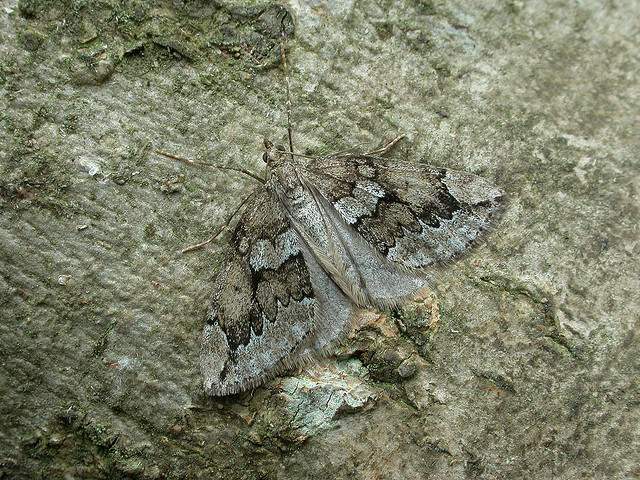 Moths of the season: Autumn - BirdGuides