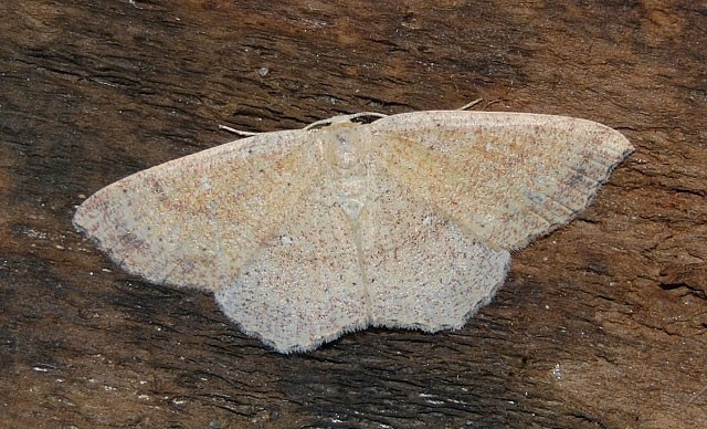 Moth News: Early Autumn Review - BirdGuides