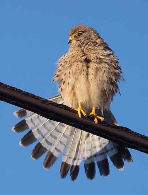 Early spring on Lanzarote - BirdGuides