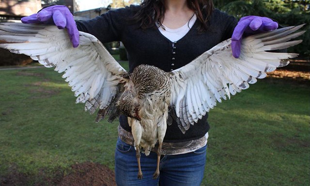 Bird Crime: January–February 2015 - BirdGuides