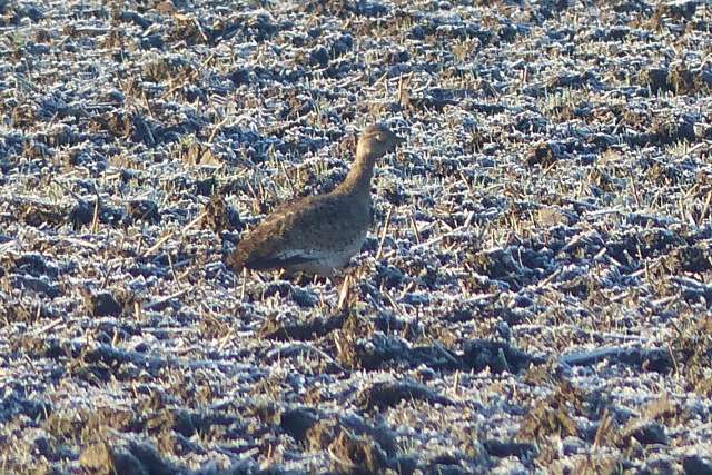 Rarity finders: Little Bustard in East Sussex - BirdGuides