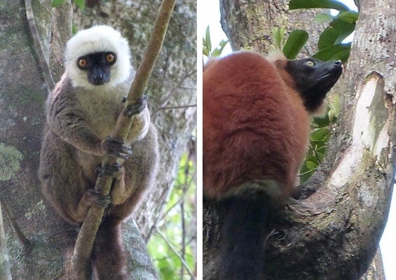 Masoala National Park, Madagascar - BirdGuides
