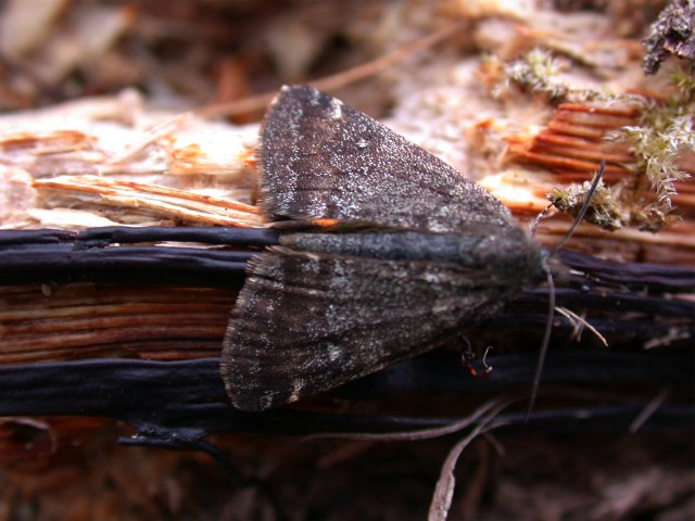 Moths of the season: Orange Underwing - BirdGuides