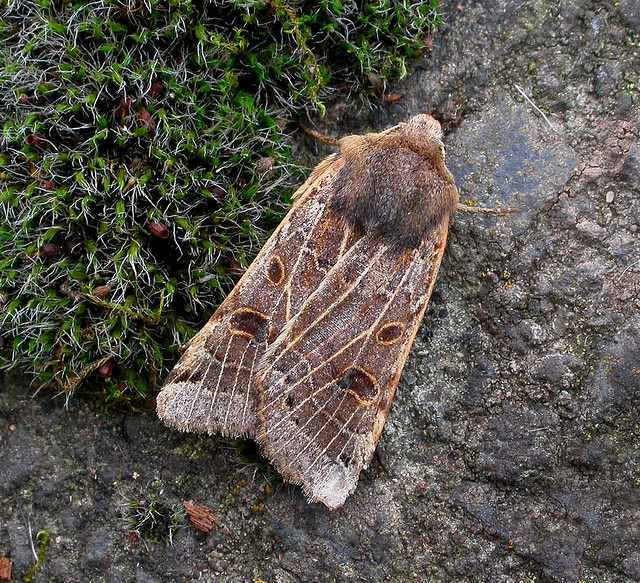 Moths of the season: Autumn - BirdGuides