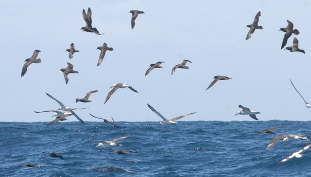 a Cape pelagic - BirdGuides