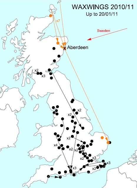 Focus On: Colour-ringed Waxwing update - BirdGuides
