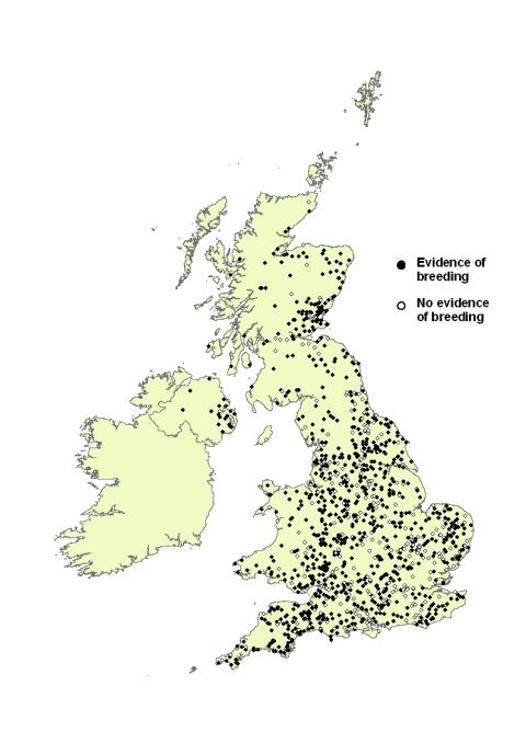 Experts proved wrong - this wasn't an awful spring for House Martins ...