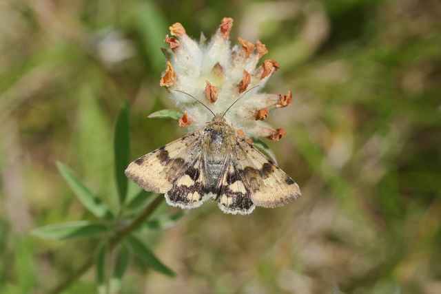 Moths in special habitats: The Brecklands - BirdGuides