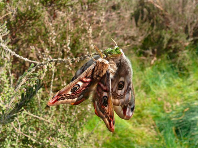 Moths of the season: Emperor Moth - BirdGuides