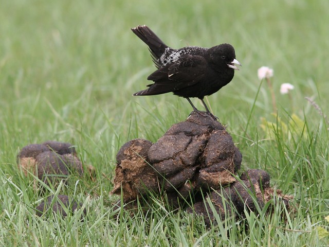 Nesting in the muck - BirdGuides