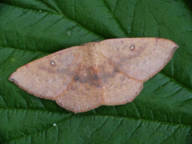 Moth News: Late spring Review - BirdGuides