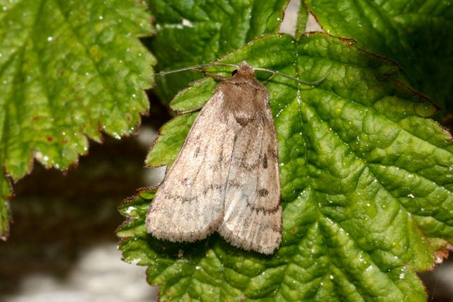 Moth News: Late spring Review - BirdGuides