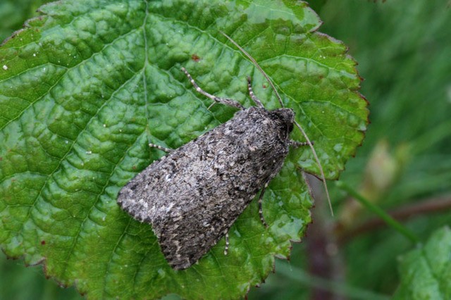 Moth News: Late spring Review - BirdGuides