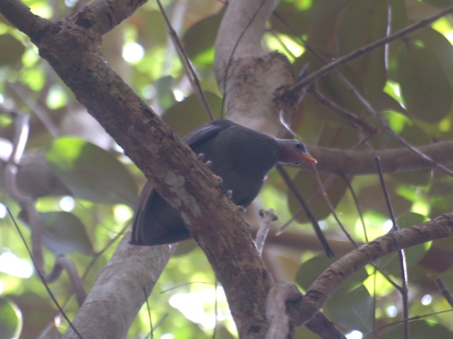 Saving the Polynesian Megapode: a clash between culture and ...