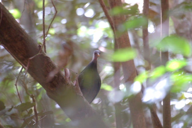 Saving the Polynesian Megapode: a clash between culture and ...
