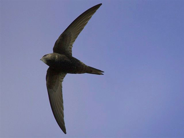 Focus On: Swift Revelations - BirdGuides