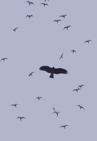 Birding Midway Atoll - BirdGuides
