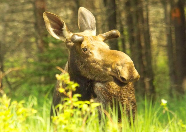 A wildlife experience in Alberta, Canada - BirdGuides