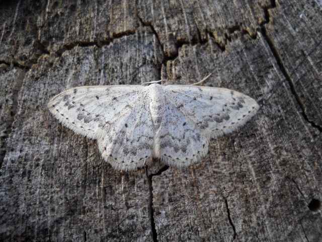 Moths in special habitats: Sea-cliffs and Headlands - BirdGuides