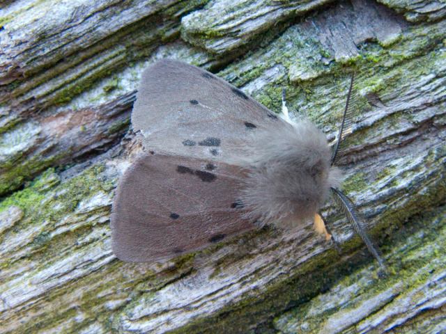 Moths of the season: mid-April to mid-May - BirdGuides