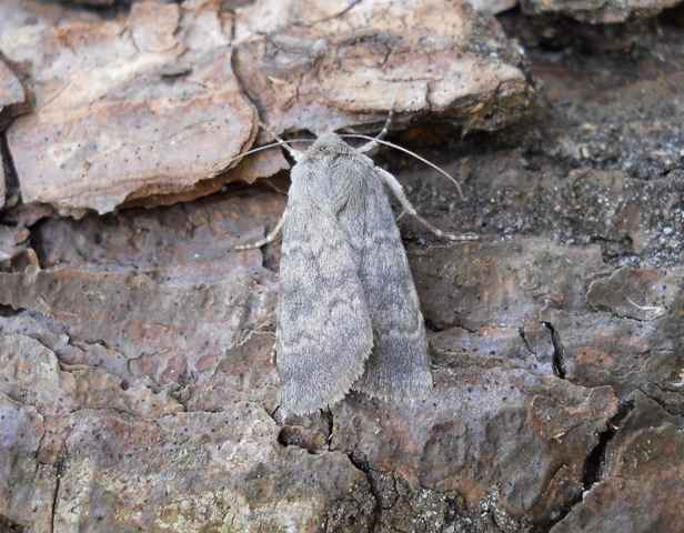 Moths in special habitats: Sea-cliffs and Headlands - BirdGuides