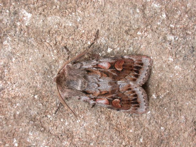 Moths of the season: Late Summer - BirdGuides