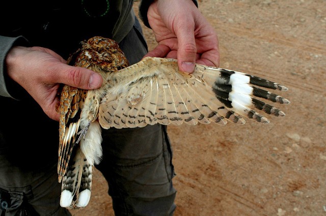 Golden Nightjar in Western Sahara – the first Western Palearctic record ...