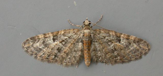 Moths of the season: mid-April to mid-May - BirdGuides