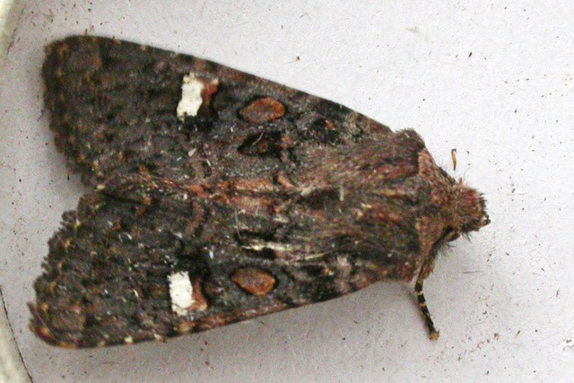Moth News: Early Winter Review - BirdGuides