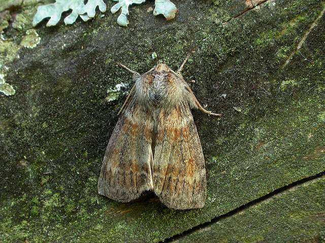 Moths of the season: Autumn - BirdGuides