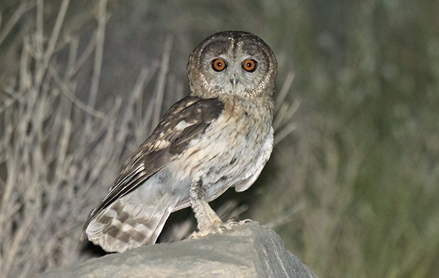 The Omani Owl: a completely new owl species is discovered in Arabia ...