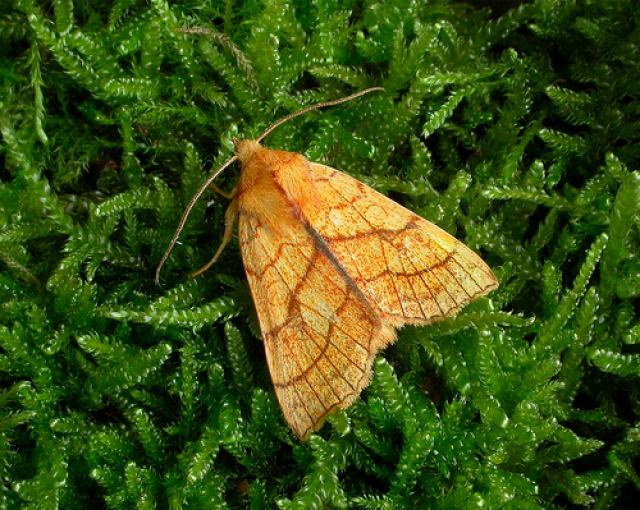 Moths of the season: Late Summer - BirdGuides