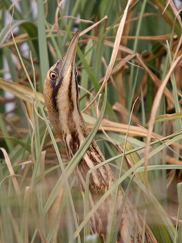 Focus On: Bittern - BirdGuides