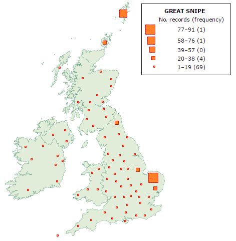 Focus On: Great Snipe - BirdGuides