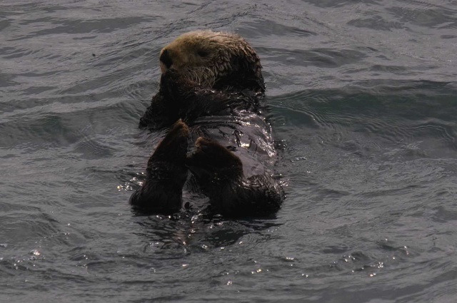 Alaska - the last frontier - BirdGuides