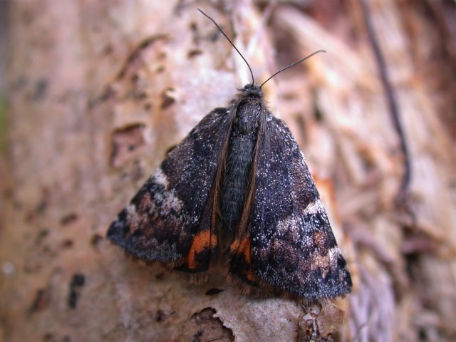 Moths of the season: Orange Underwing - BirdGuides