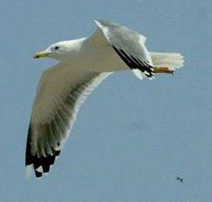 What is a Caspian Gull? - BirdGuides