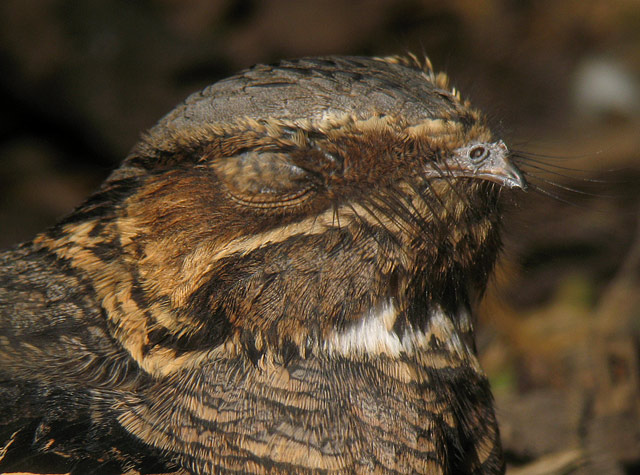 Portraits from southern Texas - BirdGuides