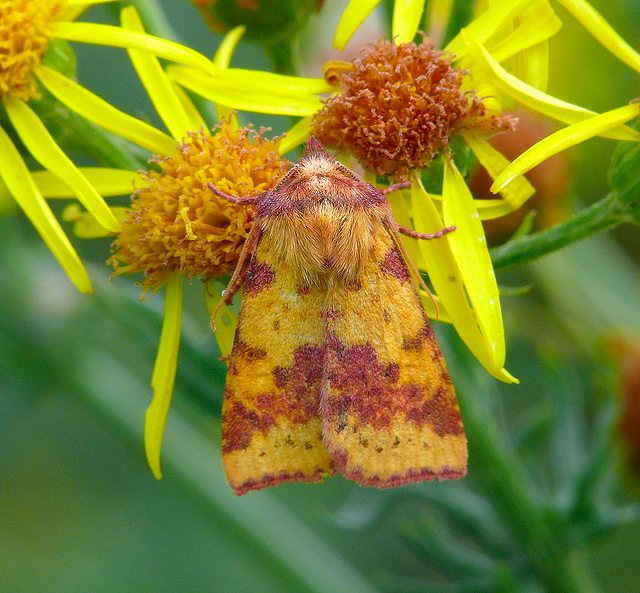 Moths of the season: Autumn - BirdGuides
