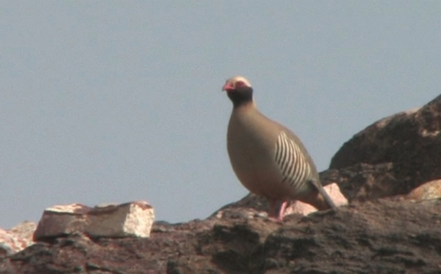 Filming in Yemen for BWPi: Part One - BirdGuides
