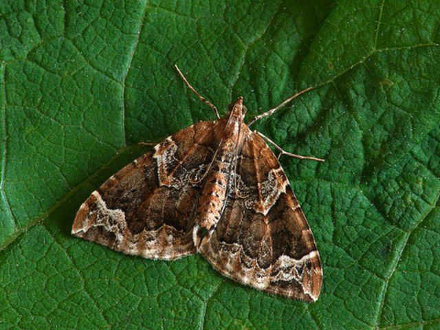 Moths of the season: Late Summer - BirdGuides