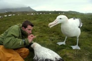 Wandering Albatross Compared Human Wandering Albatross Compared Human