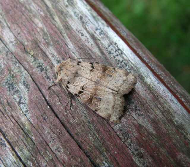 Moths in special habitats: Scottish Highland woodlands - BirdGuides