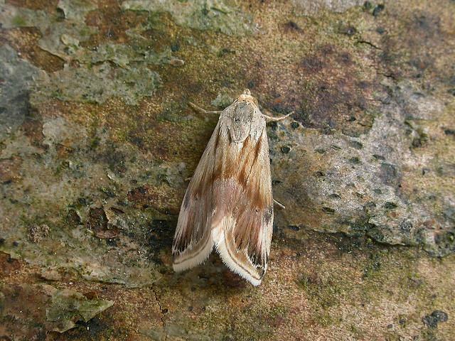 Moths of the season: Autumn - BirdGuides