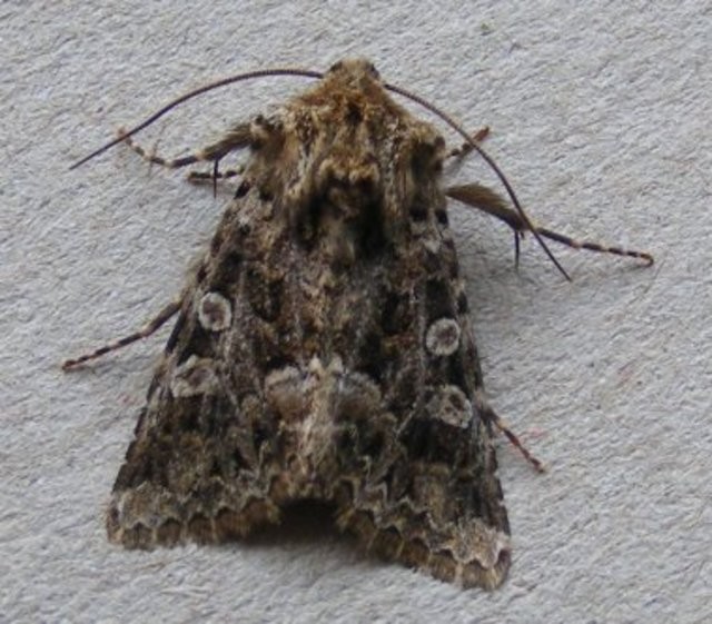 Moths in special habitats: Sea-cliffs and Headlands - BirdGuides