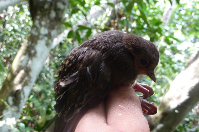Saving the Polynesian Megapode: a clash between culture and ...