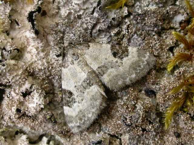 Moths in special habitats: Scottish Highland woodlands - BirdGuides