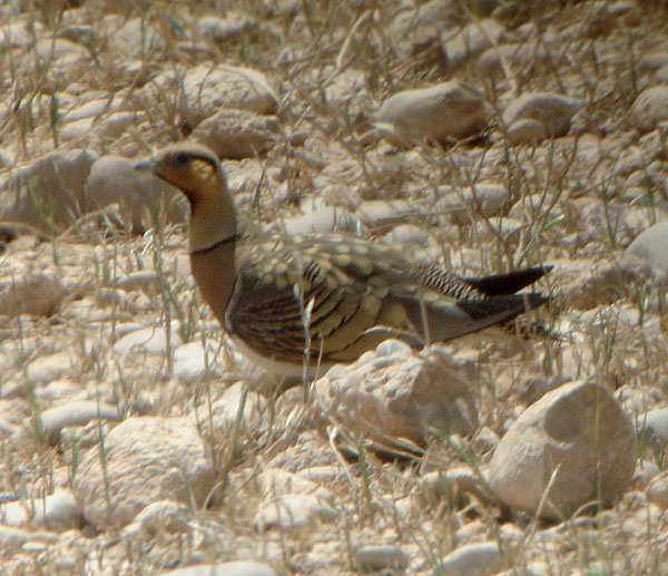 Ringing and birding in Catalonia: part I - BirdGuides