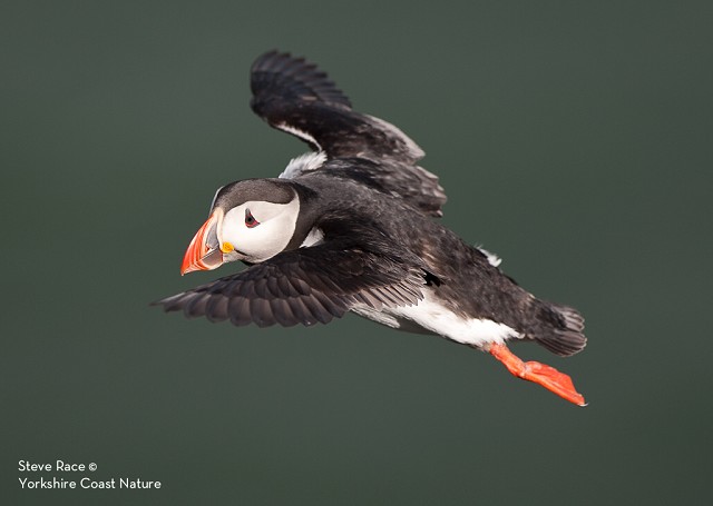 Beyond the Puffin toys: science and discovery at RSPB Bempton Cliffs ...