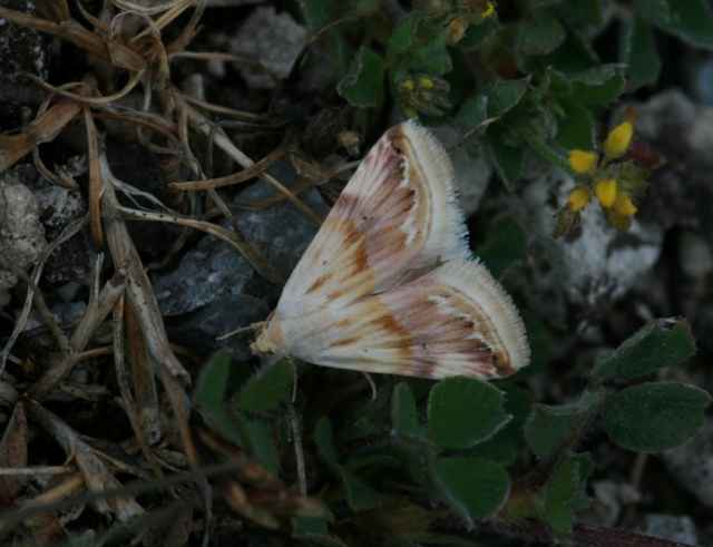 Moth News: Small Marbleds roll in with a major migrant influx - BirdGuides